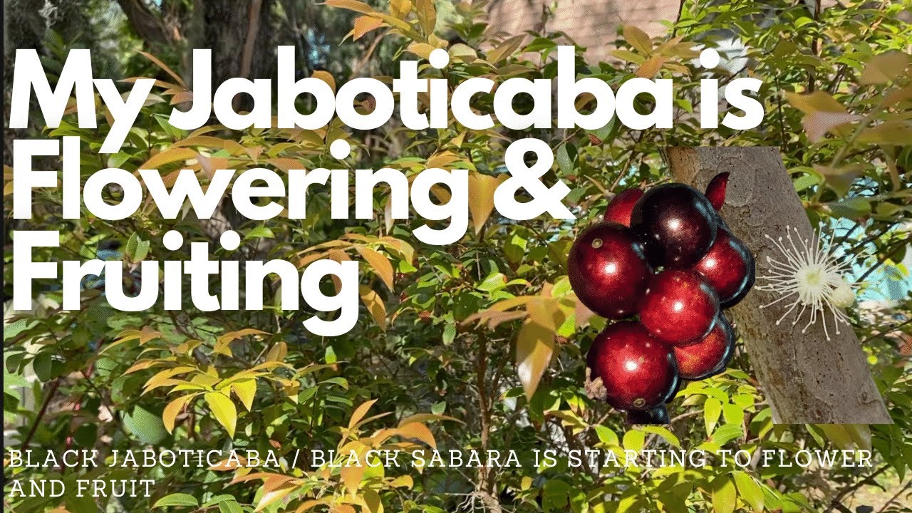Jaboticaba is Flowering & Fruiting | Plinia cauliflora - YouTube