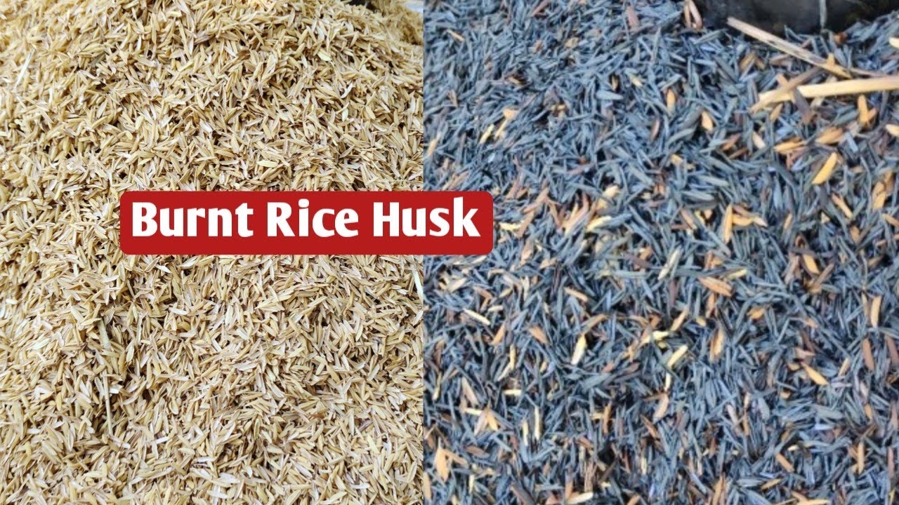 Burnt Rice Husk uses in Gardening–Excellent Benefits to plants / Easy ...