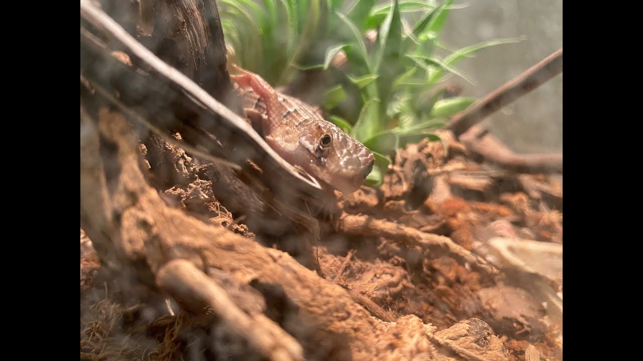 Stinky lizard gets a new home - YouTube