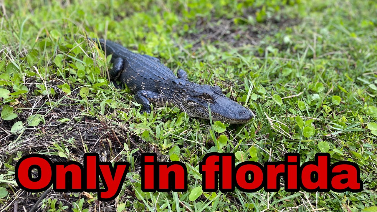 Almost stepped on a gator! - YouTube