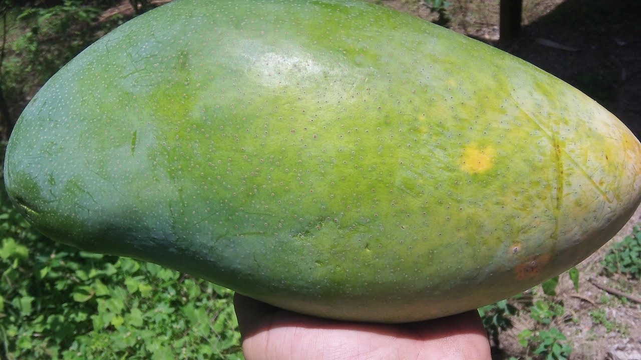Mango Gigante | Mango Papaya | Mangifera - YouTube