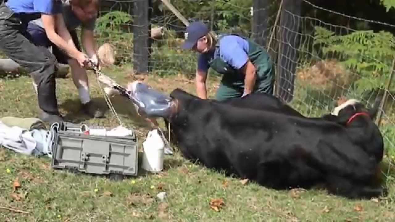 Birth of Baby Calf - YouTube