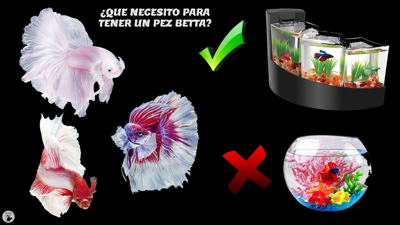 ¿Qué NECESITO para TENER UN PEZ BETTA? - Aquí te los explico | AcuariosLP - YouTube