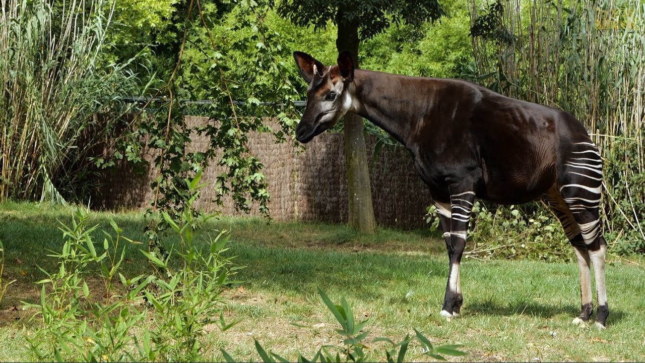 Focus sur l’okapi ! - Ep 12 - YouTube