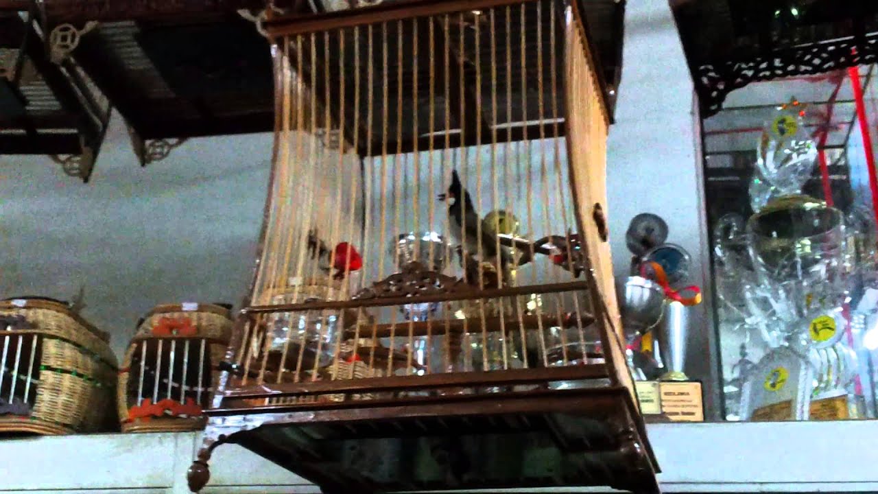 Merbah Jambul Butir from Ipoh Frankie..!! - YouTube