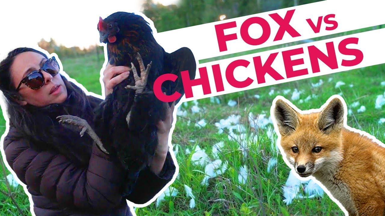 Fox Attack on Our Chickens | Backyard Farm Life & Predator Challenges ...