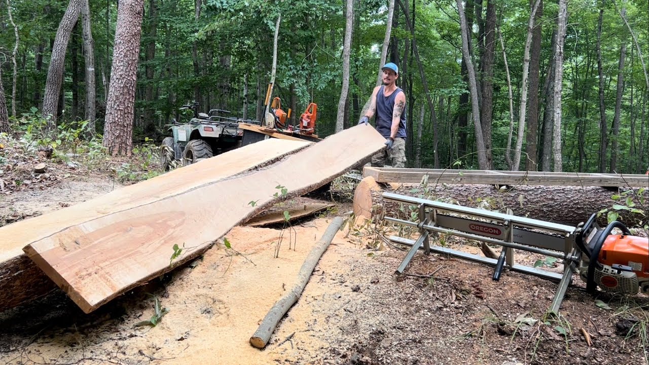 Felling a HUGE Pine Tree. Milling 16 Foot Beams for Cabin Work Shop ...