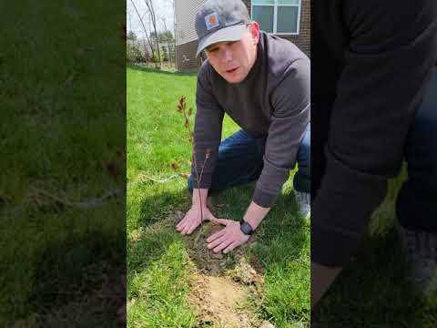 How To Plant A Birch Tree Sapling