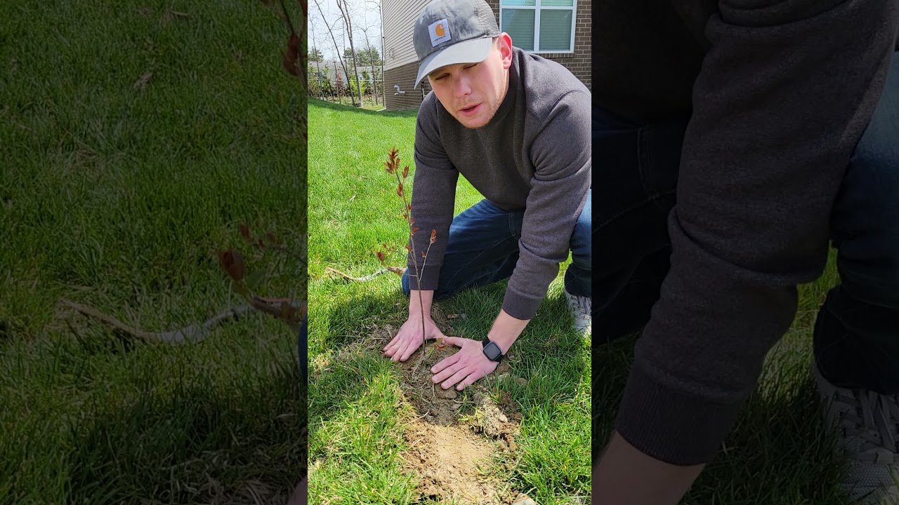 How to Plant a Silver Birch Sapling for Lasting Beauty