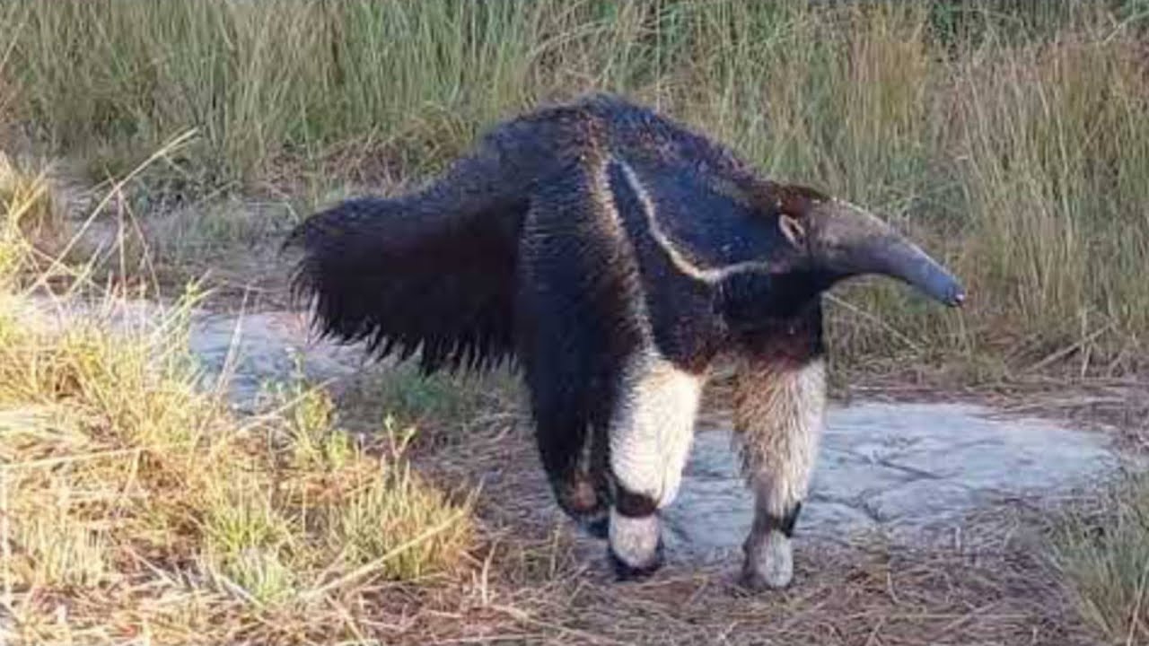 दुनिया का सबसे अनोखा जानवर | Giant Anteater | Animals Documentary In ...