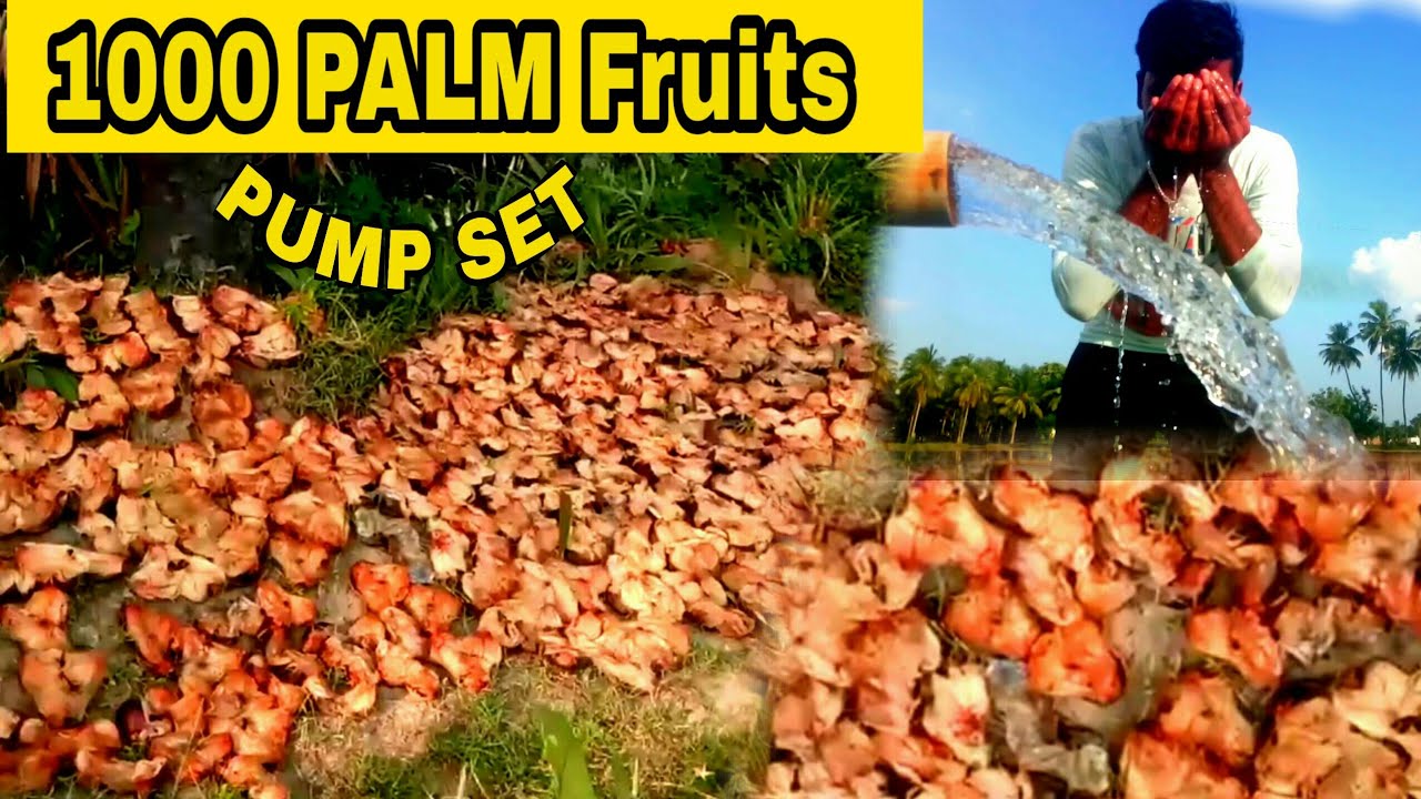 1000 of palm fruits, Lovely nature with pump set - YouTube