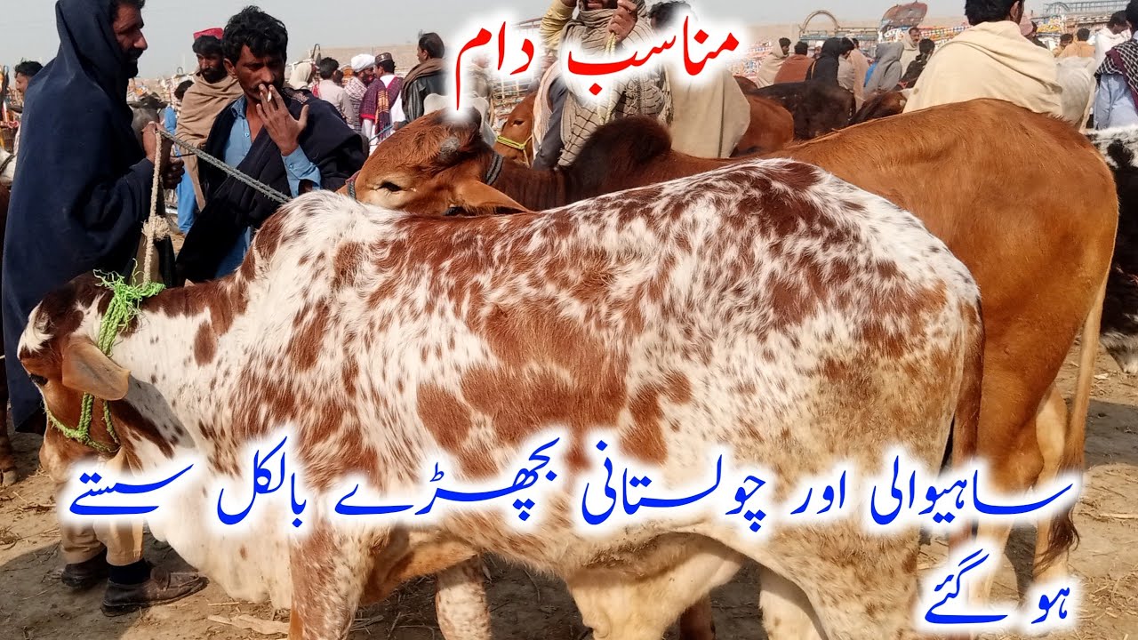 Muhammad Pur Cattle Mandi 2024 || Bachra Low Rate (02.03.24) - YouTube