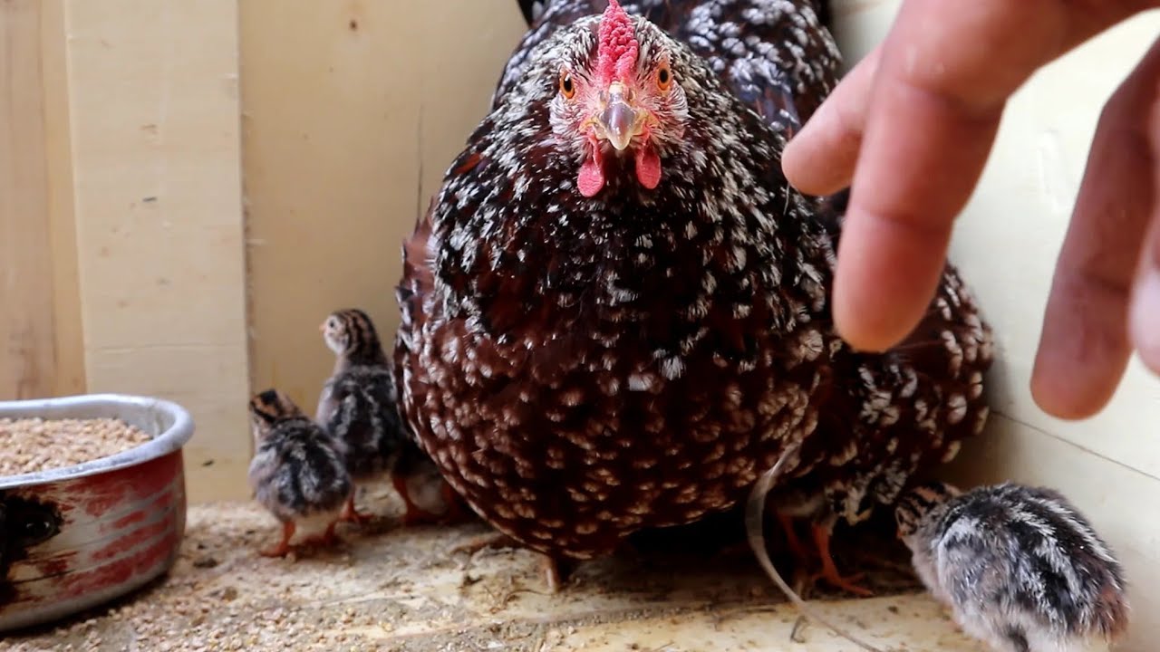A squawking hen gives birth to 10 partridge chicks - YouTube