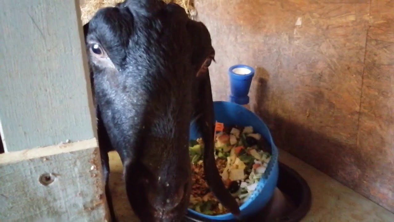 Full morning milking routine with Freya the goat - YouTube