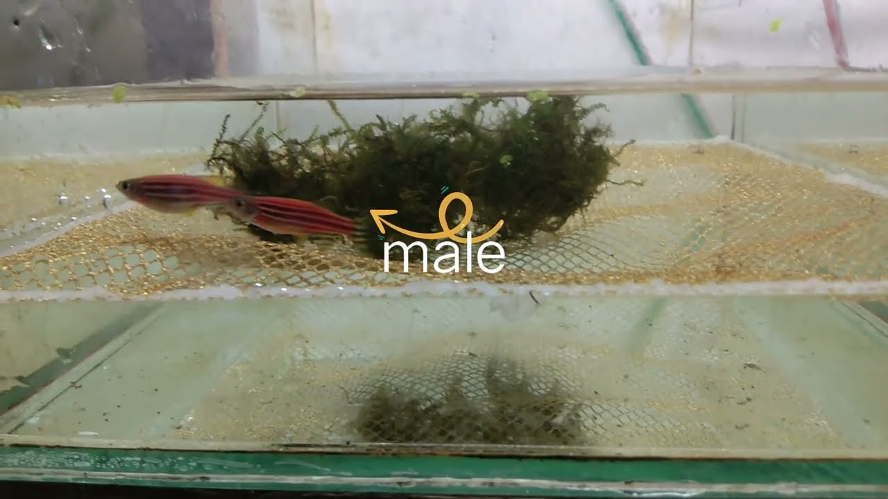 breeding Zebra danio«1 pair to 100+ egg» - YouTube