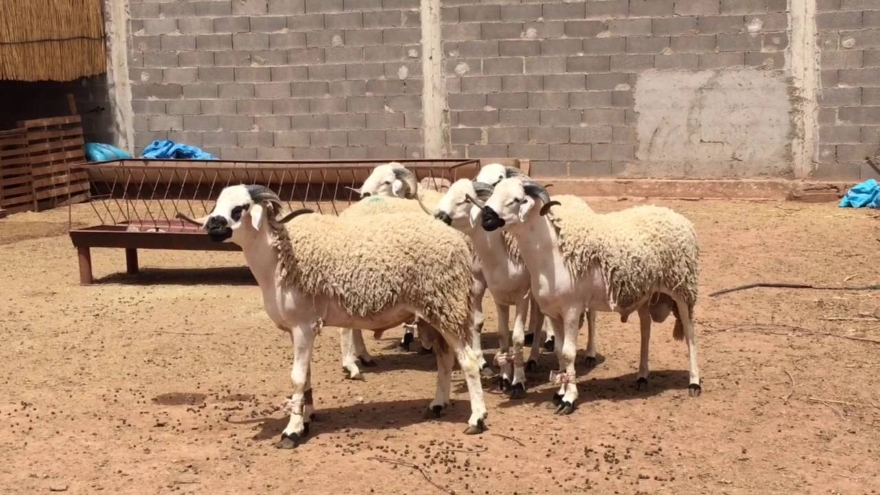 Hawli Sardi 2016 - YouTube