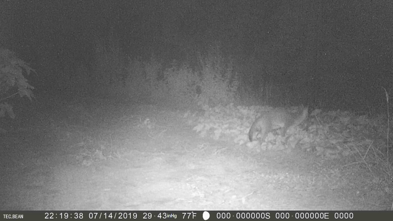 Varmint in the Garden - YouTube