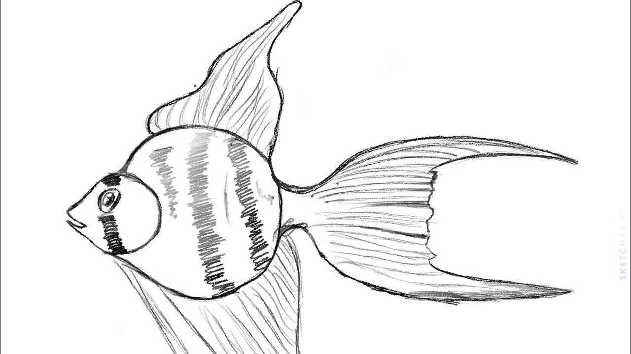 HOW TO DRAW AN ANGEL FISH - YouTube