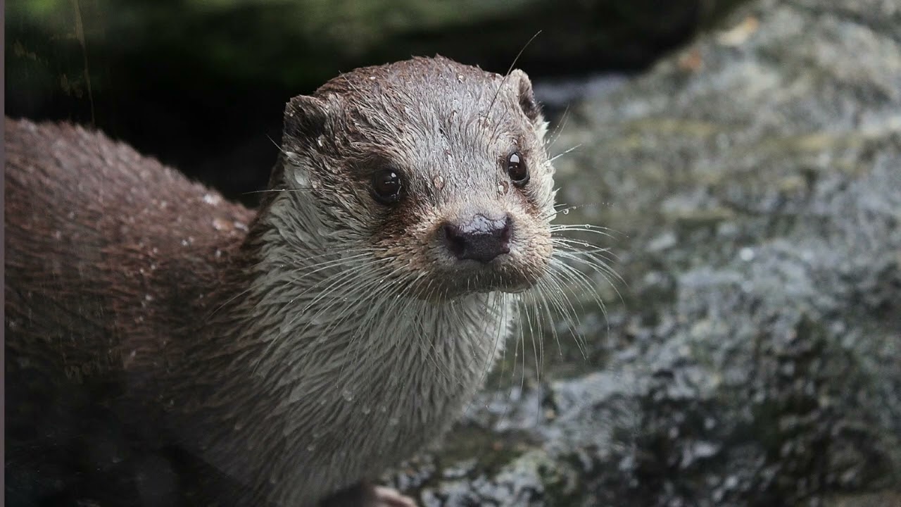 Sonido de una Nutria 🦦 // Animales Efecto de Sonido - YouTube
