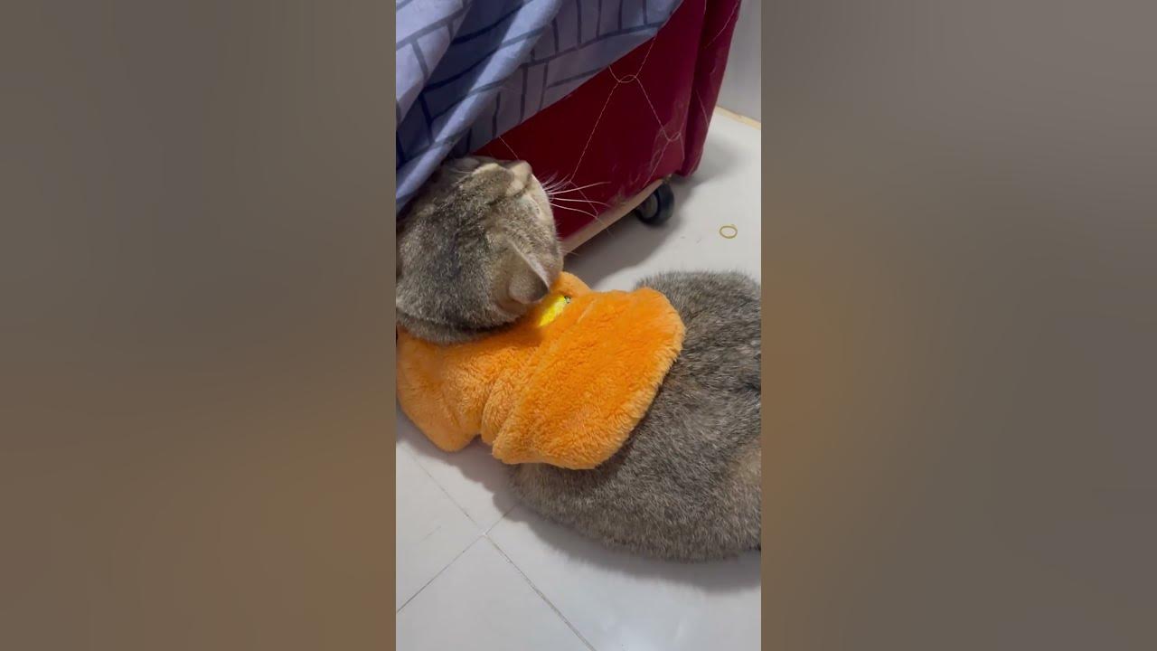 Funny cat getting sulk with his owner #cutecat #kitten #babycat #funnycats #cat - YouTube