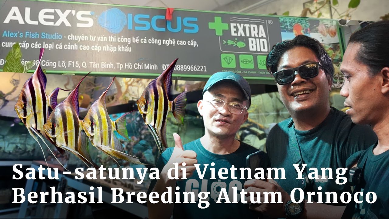 ALEX FISH STUDIO, SATU-SATUNYA DI VIETNAM YANG BERHASIL BREEDING ALTUM ...