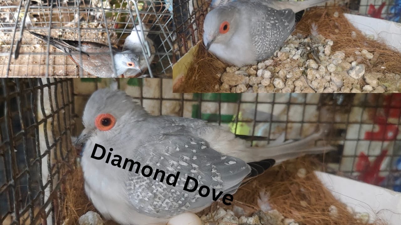 Diamond Doves: The Ultimate Care Guide in tamil - YouTube