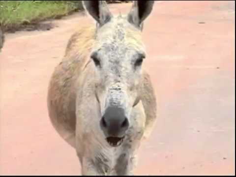 O burro que fala - YouTube