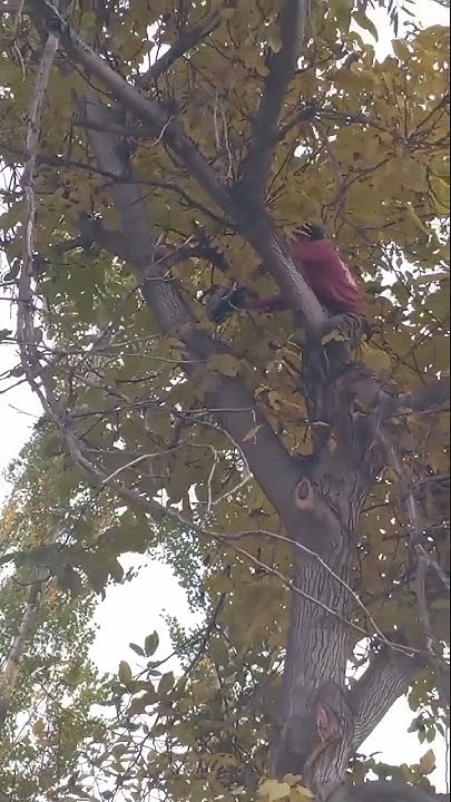 Обрезка ветки на высоте - YouTube