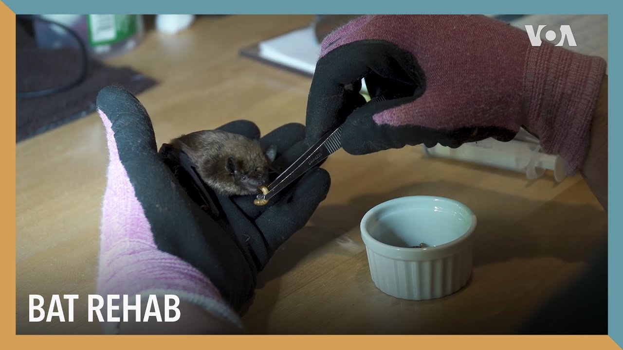 Bat Rehab | VOA Connect - YouTube