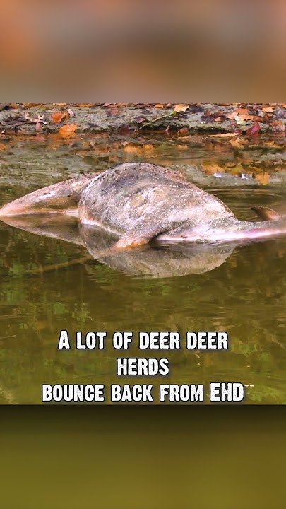 EHD vs CWD Revealed - YouTube