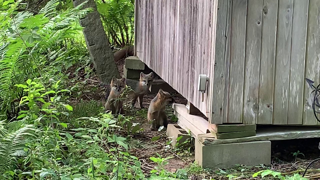 Three baby gray fox pups living under the shed. - YouTube