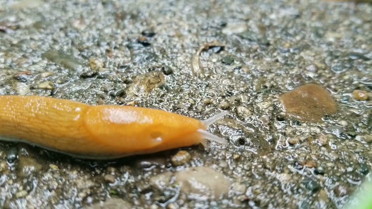 Slug Life! - YouTube