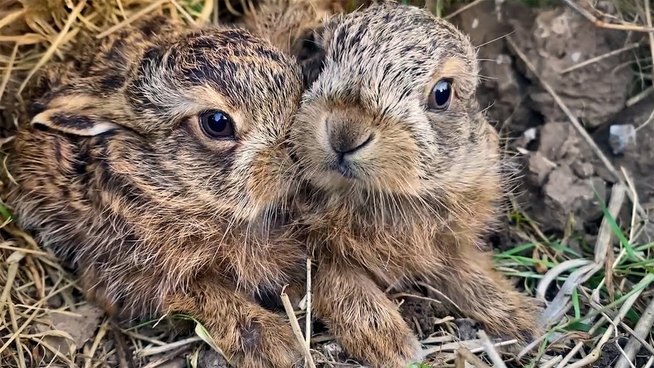 Adorable Baby Hares Wait for Mum | Discover Wildlife | Robert E Fuller ...