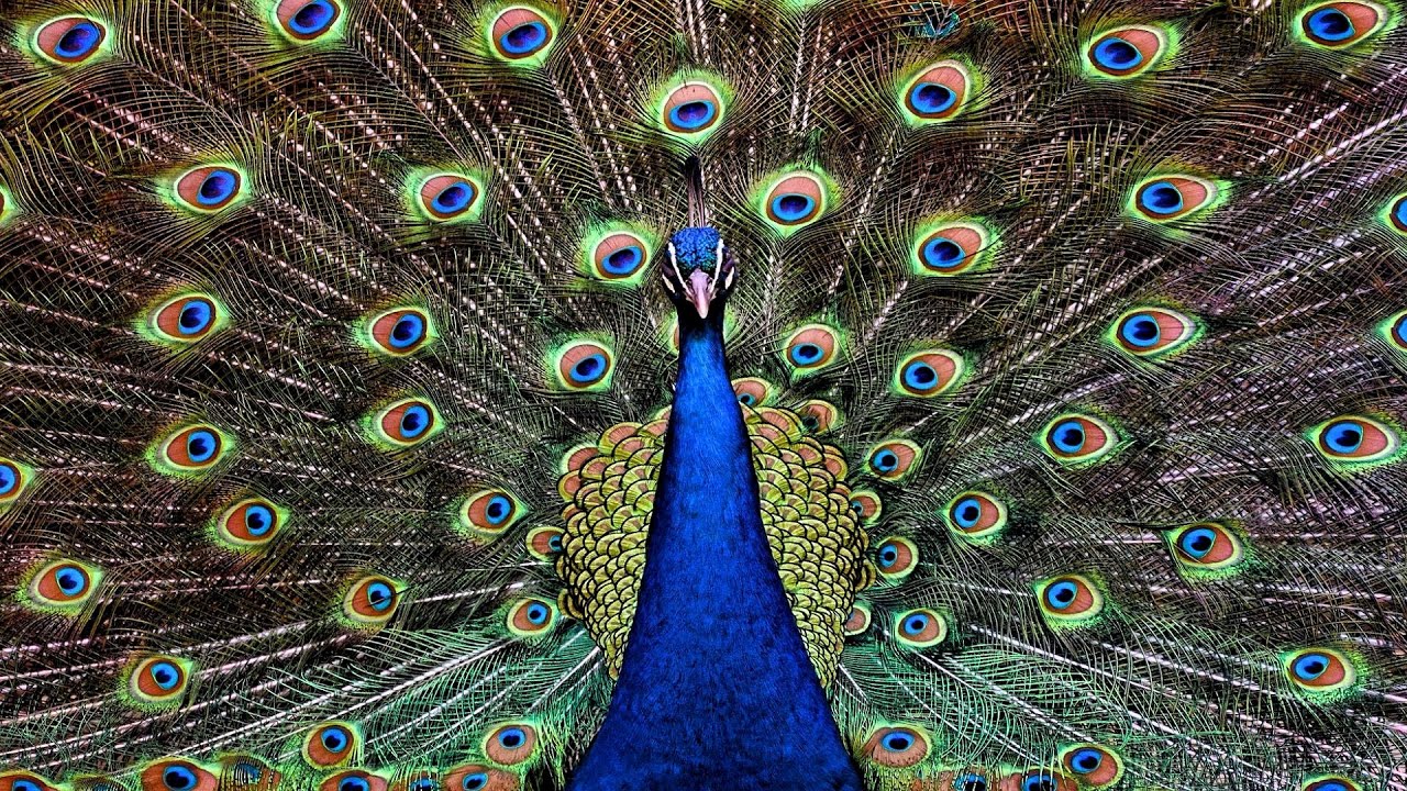 Peacock Call | Peacock Sounds & Pictures | High Quality Identification ...