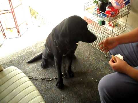 Uma's Best Shake Hands