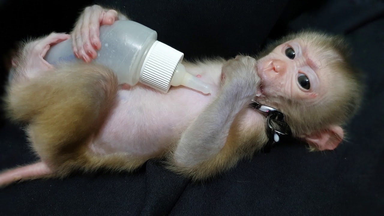 Surprise Baby Monkey Alba Can Hold Bottle Milk Get Until Full - YouTube