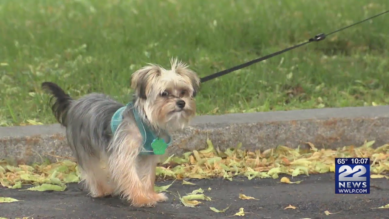 CDC rabies dog import - YouTube