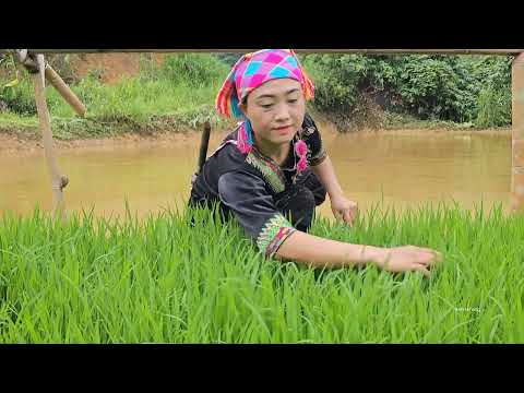 Harvesting Corn And Growing Wet Rice - Anh Hmong - YouTube