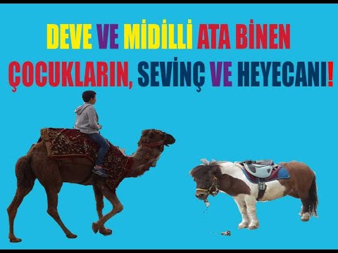 DEVE VE MİDİLLİ ATINA İLK BİNME HEYECANI