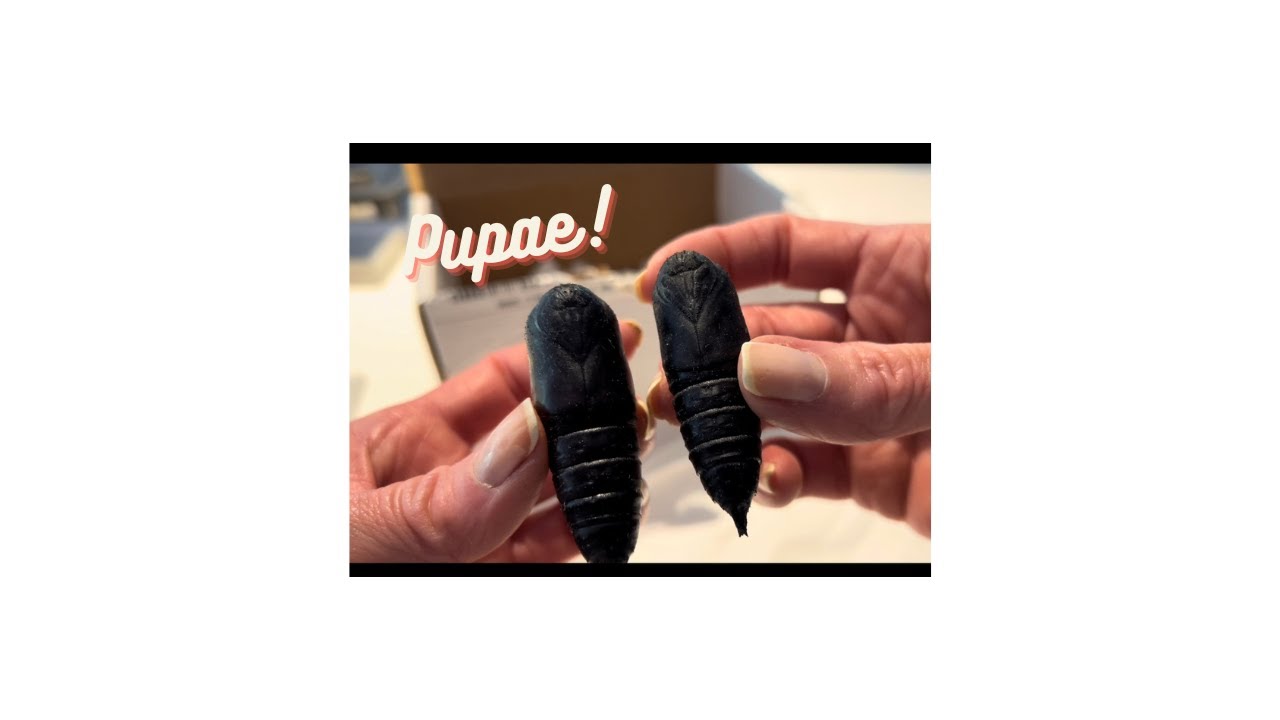 Unboxing Imperial Moth Pupae - YouTube