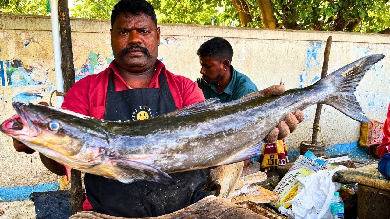 KASIMEDU SPEED SELVAM BIG COBIA KADAVARA FISH CUTTING VIDEO / CUTTING ...