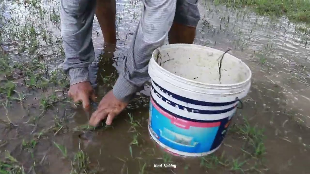Amazing fishing! a lot of catch fish water after rainy by hand - YouTube