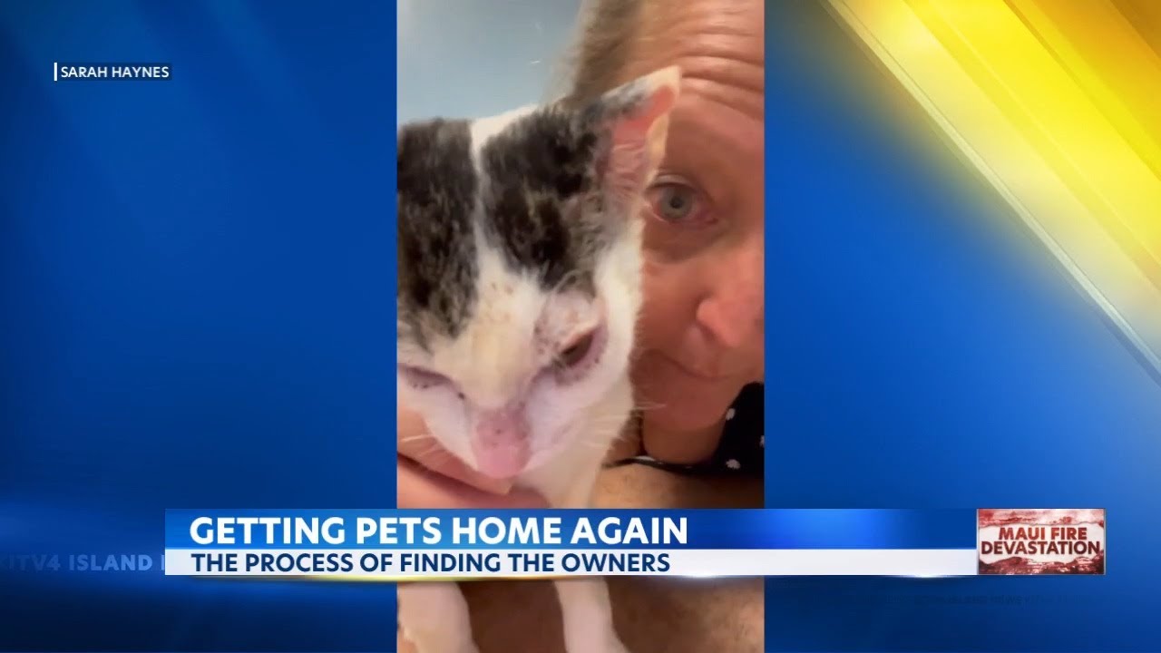 Rescuing pets in a fire disaster: how nonprofits are getting pets ...