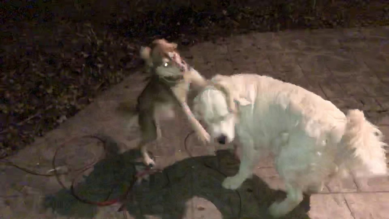 Fox plays with Jazz - YouTube