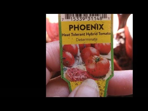 🍅Tomato time!:New HEAT TOLERANT tomato 🍅- Phoenix Tomato - YouTube