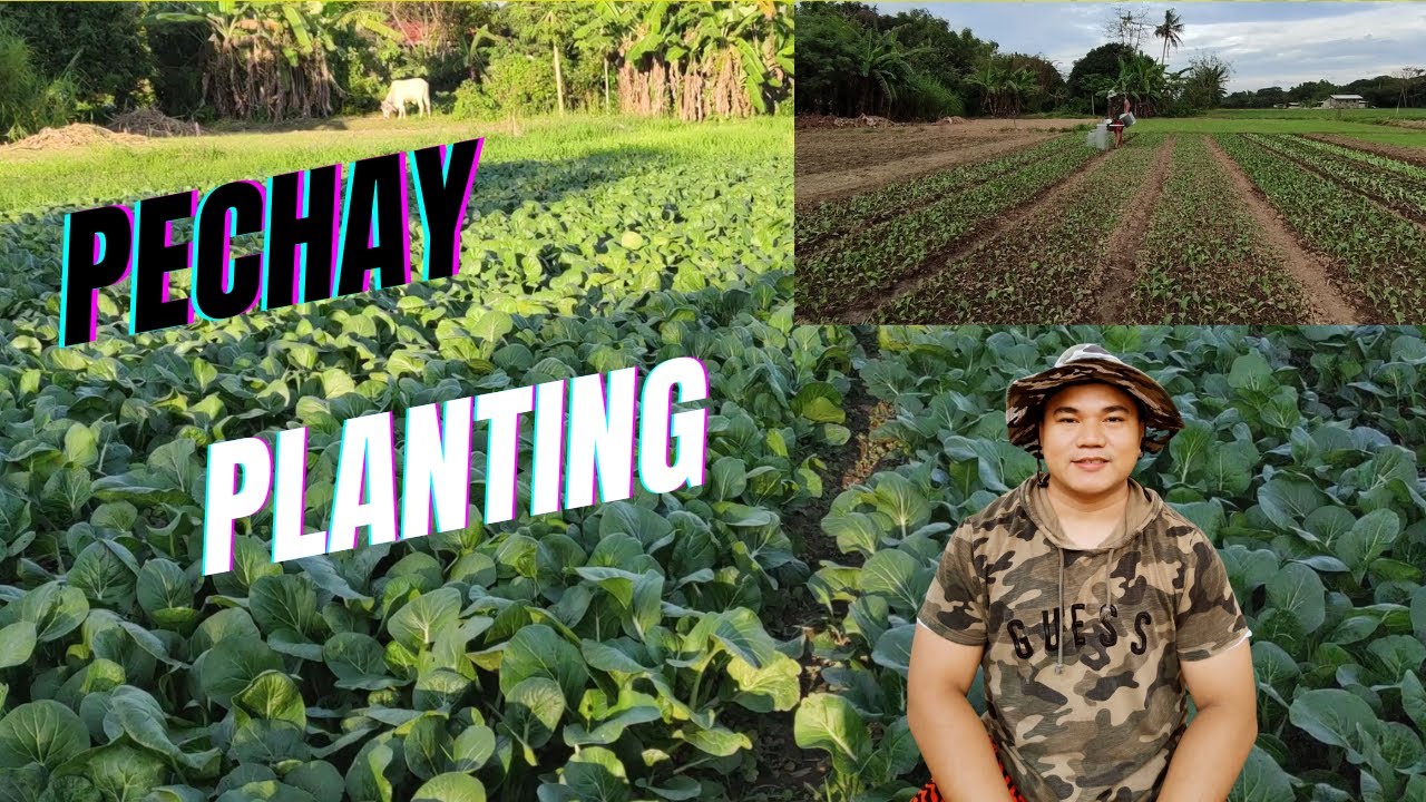 Massive Pechay Planting in Pangasinan - YouTube