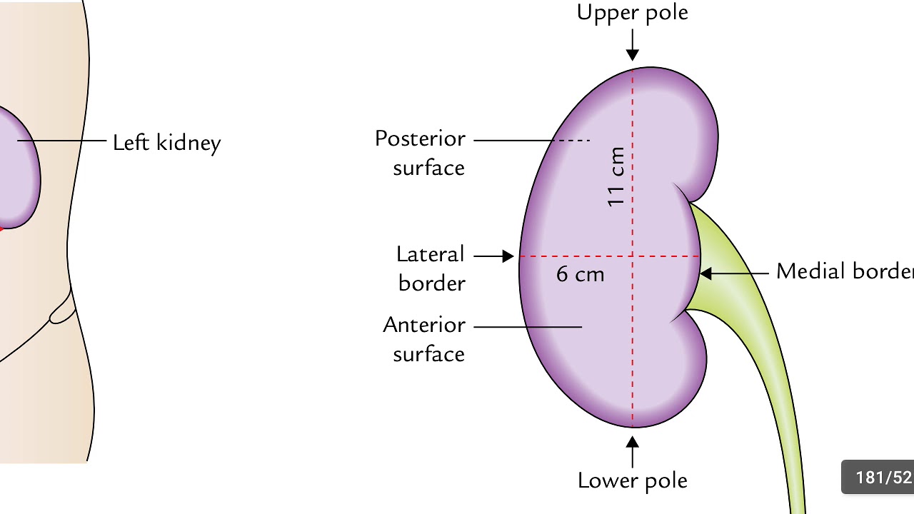 Kidney part 2 - External features - YouTube