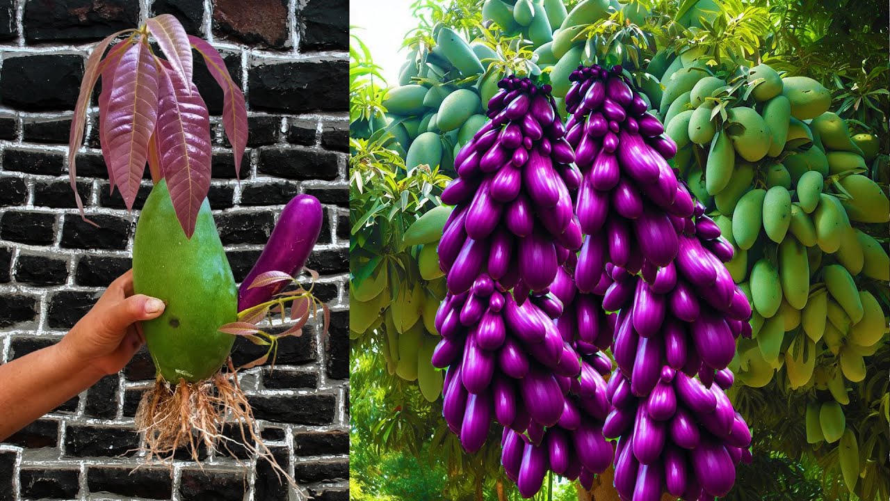 Mango Tree Growing Technique Skill Propagation Mango Tree With Eggplant Fruit Youtube