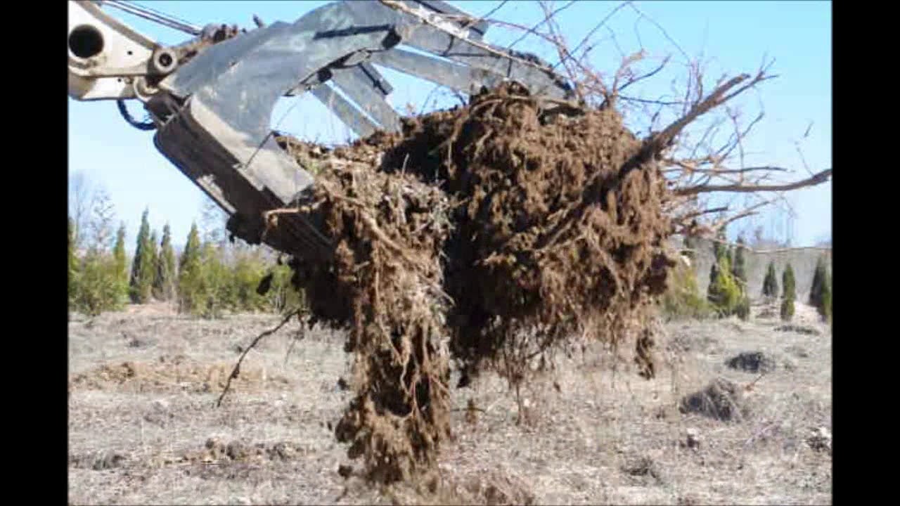 Taking care of old stumps Burning them at out tree farm - YouTube