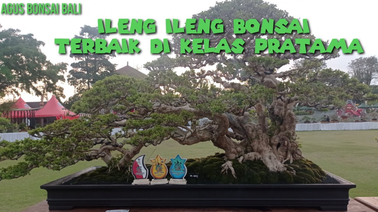 ngeri lihat bonsai ileng ileng | pamnas bangli 2023 | agus bonsai bali - YouTube